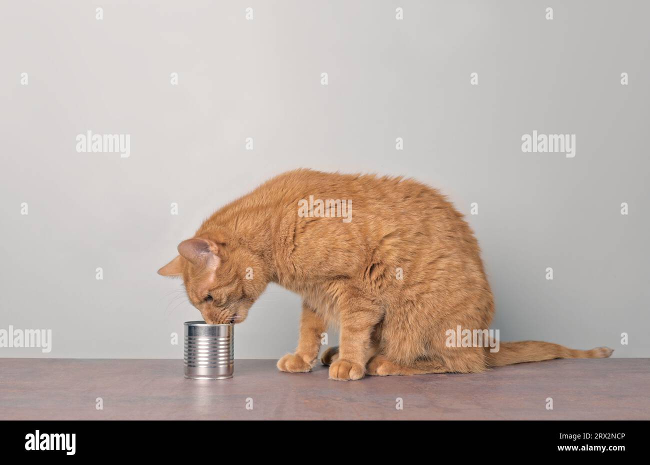 Hungry red tabby cat sniffing on food in a aluminum can. Panoramic ...
