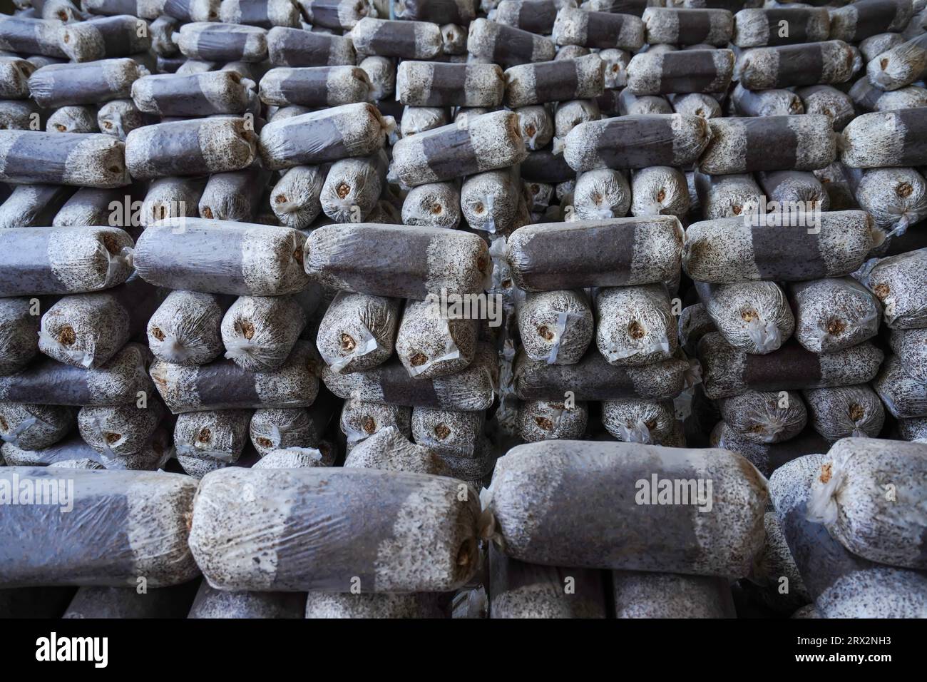 Mushroom sticks in the greenhouse, North China Stock Photo - Alamy