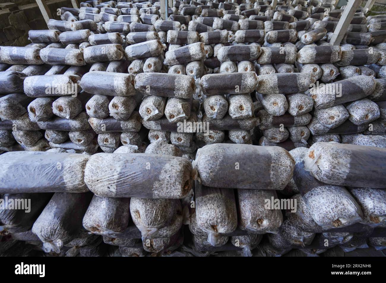Mushroom sticks in the greenhouse, North China Stock Photo - Alamy
