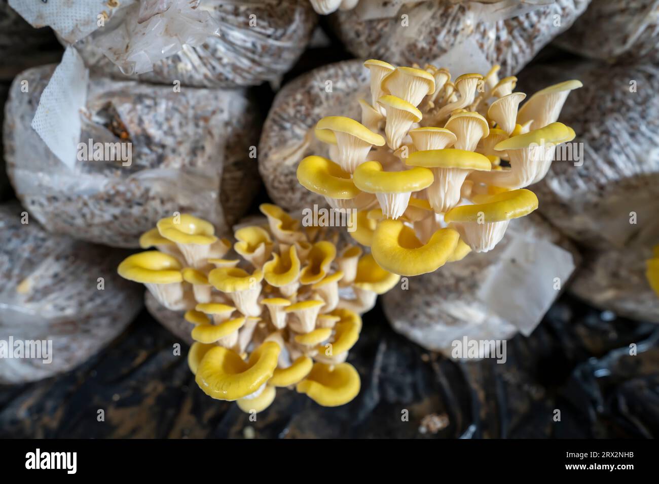 Golden mushrooms hi-res stock photography and images - Alamy