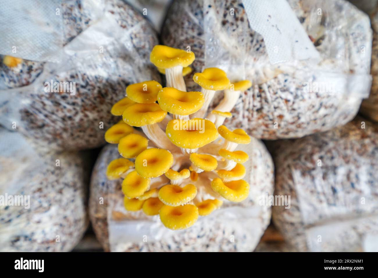 Golden mushrooms hi-res stock photography and images - Alamy