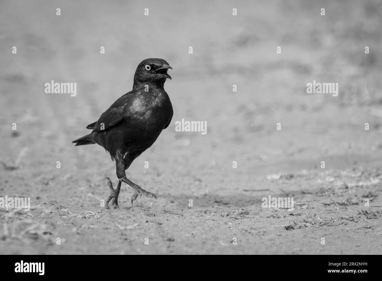 Mono greater blue-eared starling hops across track Stock Photo - Alamy
