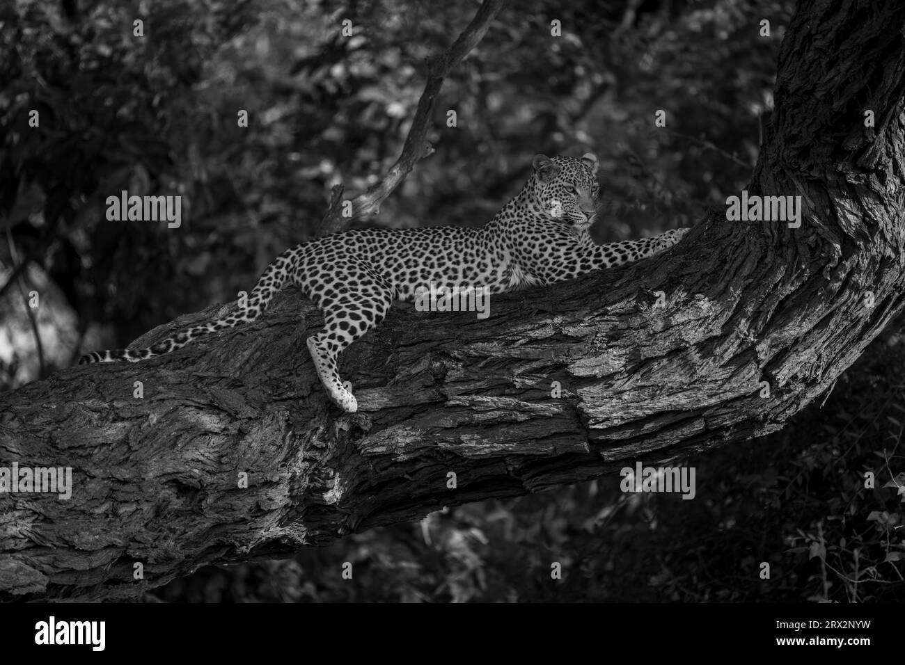 Lifting on head Black and White Stock Photos & Images - Alamy