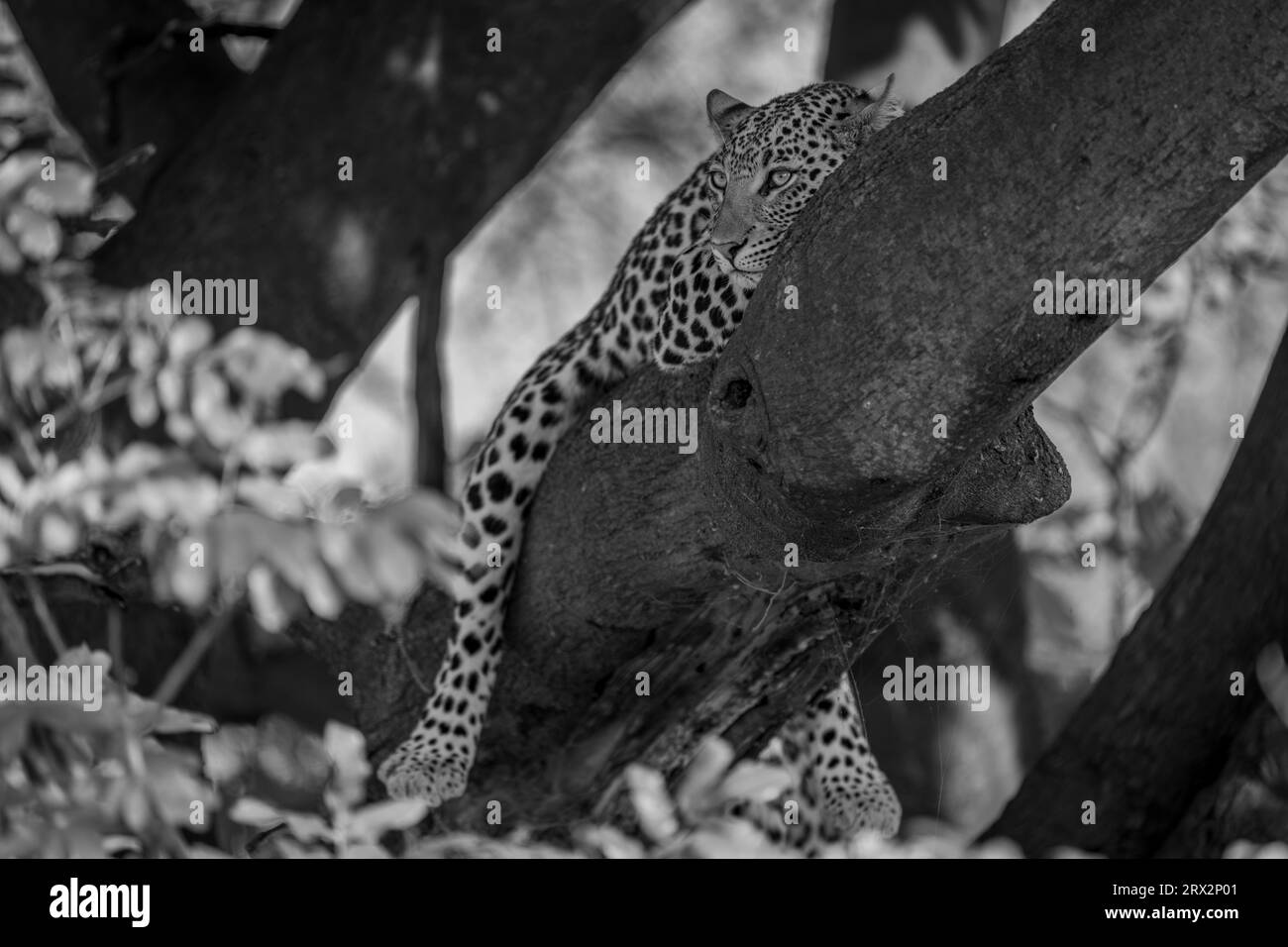 Straddling tree hi-res stock photography and images - Alamy