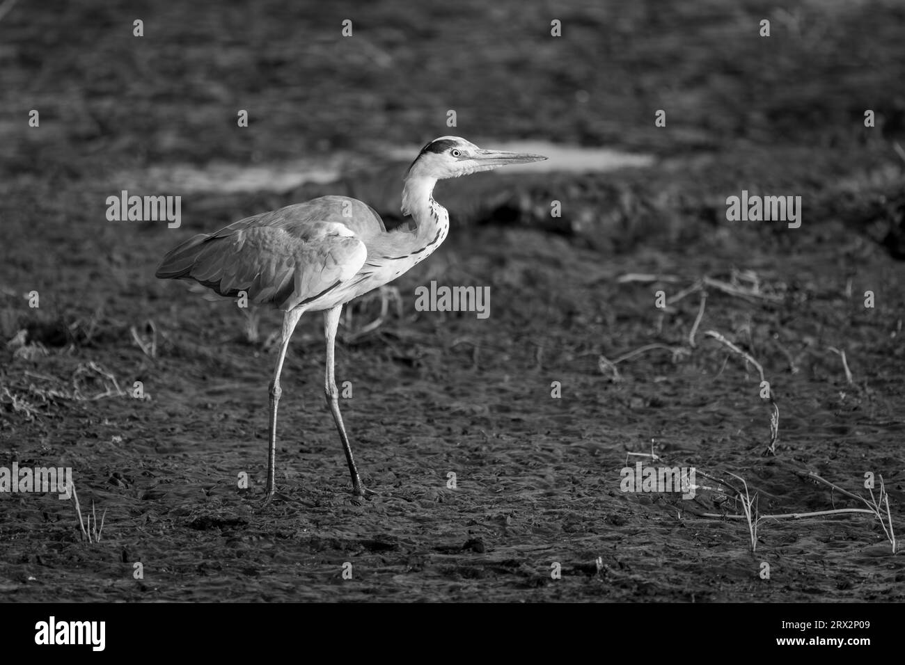 Mono grey heron stands on muddy floodplain Stock Photo - Alamy
