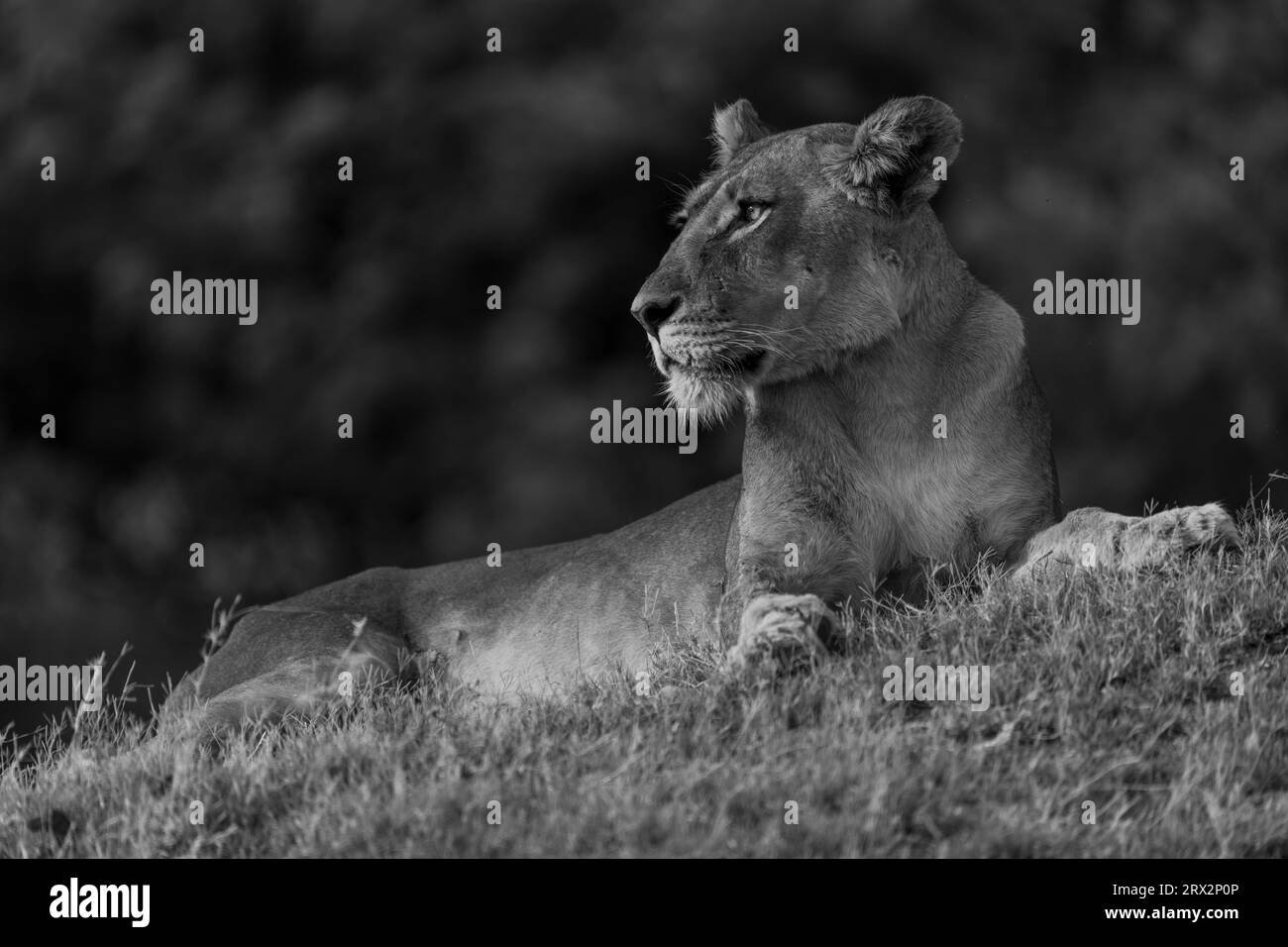 Mono lioness lies on bank with catchlight Stock Photo - Alamy
