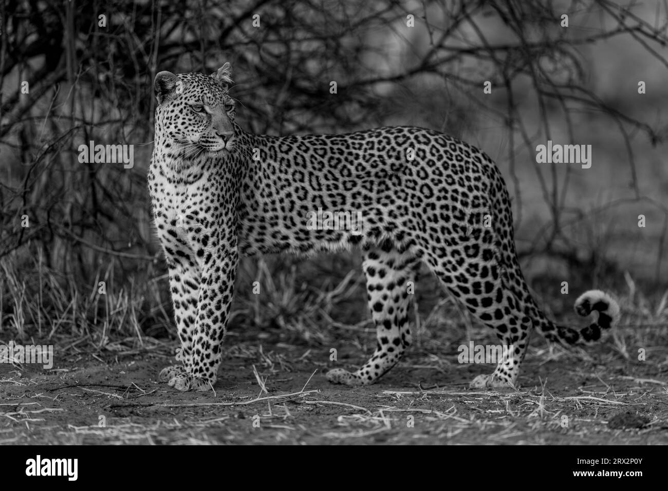 Lodge head Black and White Stock Photos & Images - Alamy