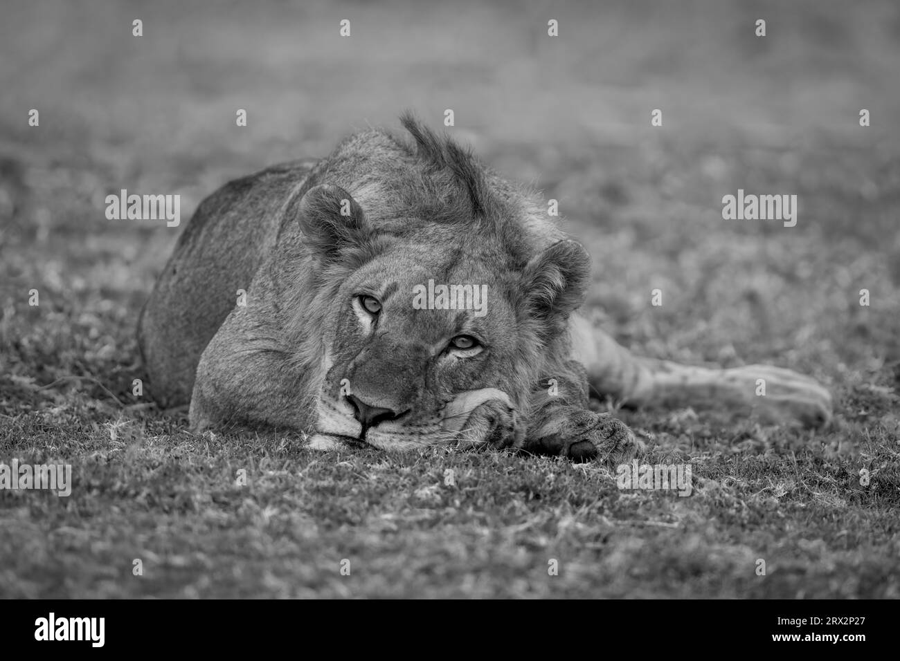 Mono male lion lies on riverbank staring Stock Photo - Alamy