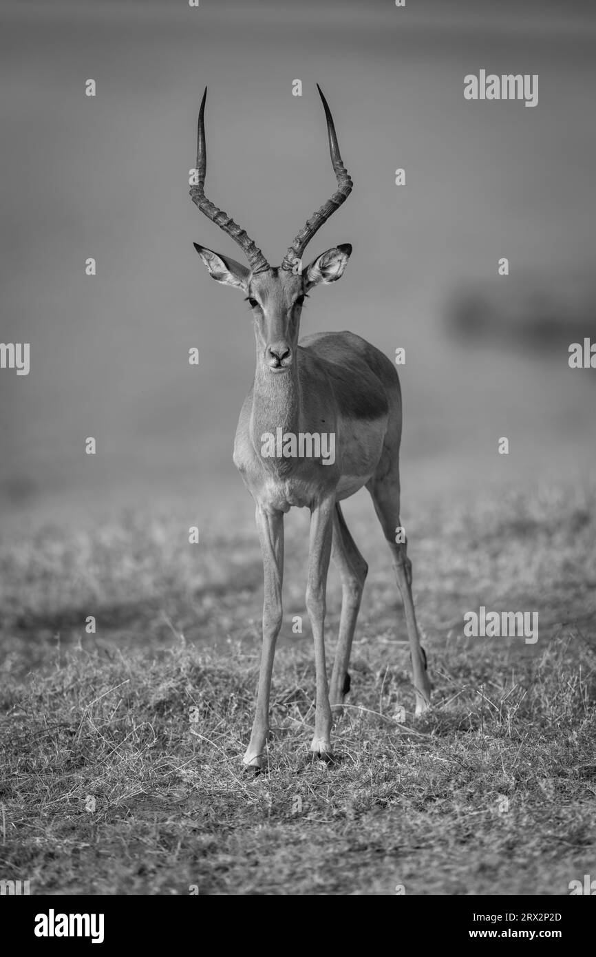 Rooibok Black and White Stock Photos & Images - Alamy