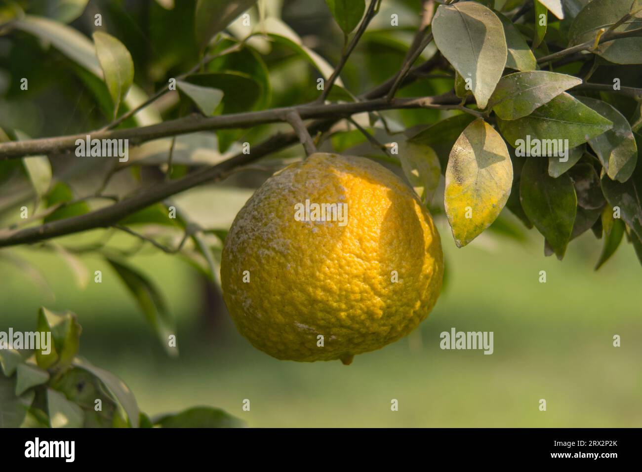 Capture of the Orange Fruit Hanging On the Branch. Orange tree with ...