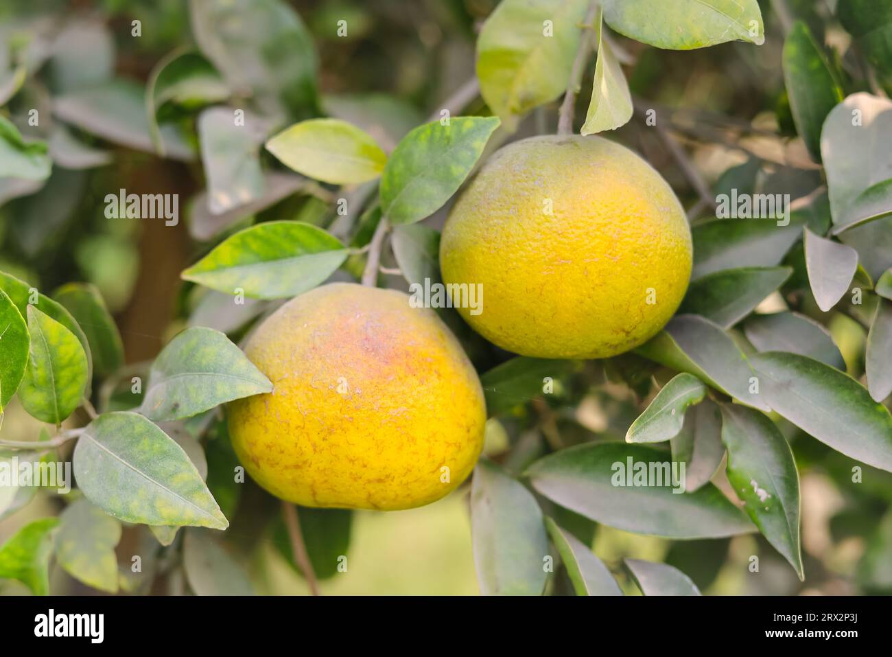 Capture of the Orange Fruit Hanging On the Branch. Orange tree with ...