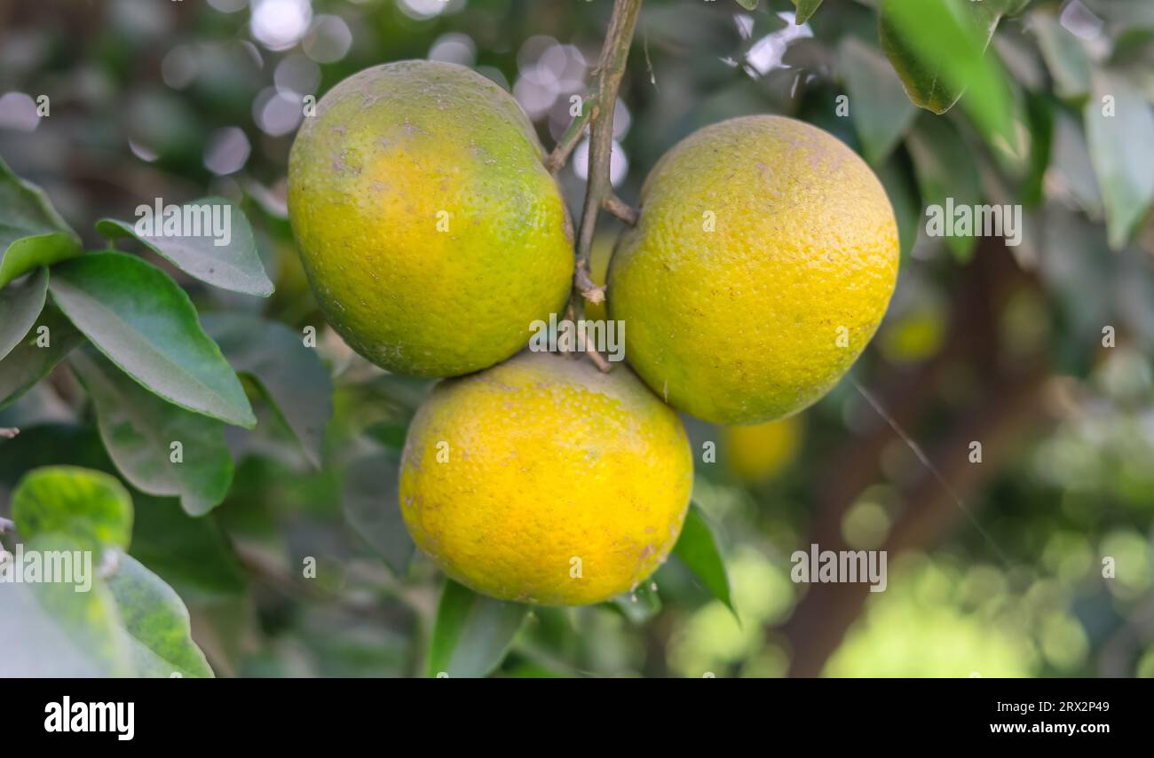Capture of the Orange Fruit Hanging On the Branch. Orange tree with ...