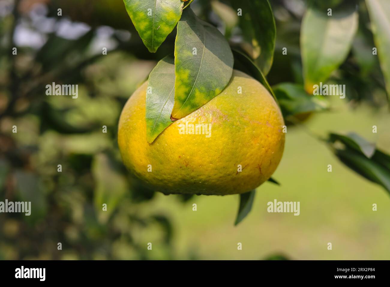 Capture of the Orange Fruit Hanging On the Branch. Orange tree with ...