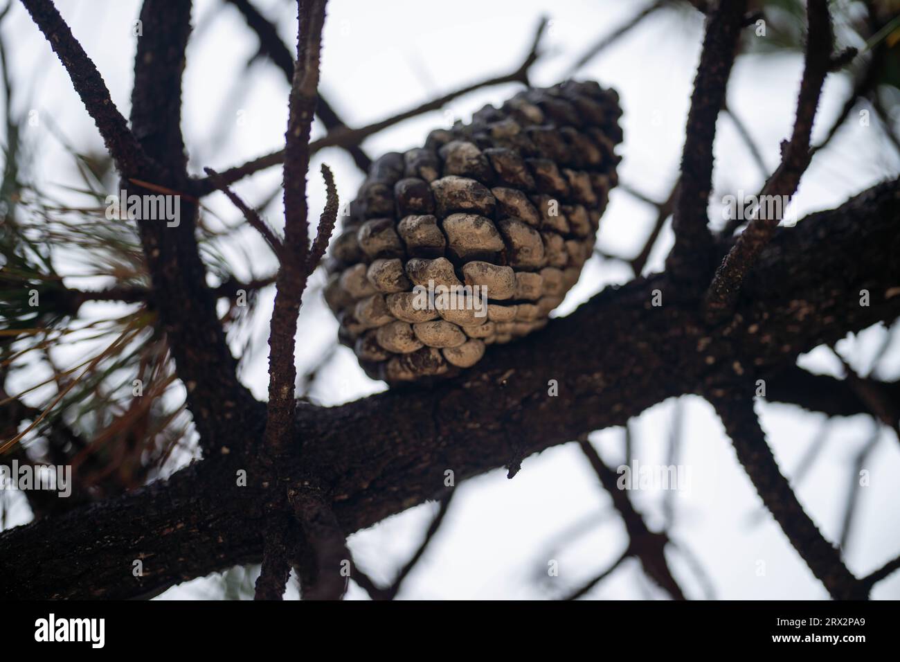 pine cone on a tree in america Stock Photo - Alamy