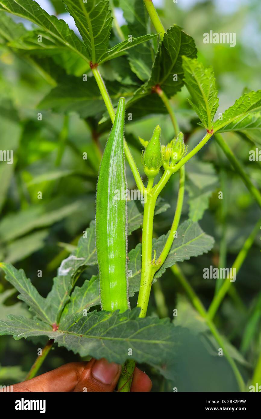 Lady okra hi-res stock photography and images - Alamy