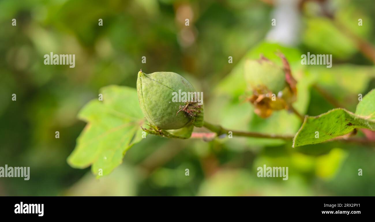 Close up of green color Cotton Boll on Cotton plant.Green cotton field ...