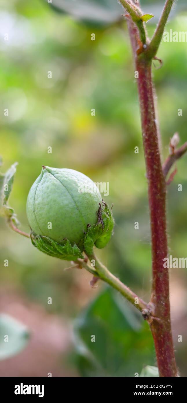 Close up of green color Cotton Boll on Cotton plant.Green cotton field ...