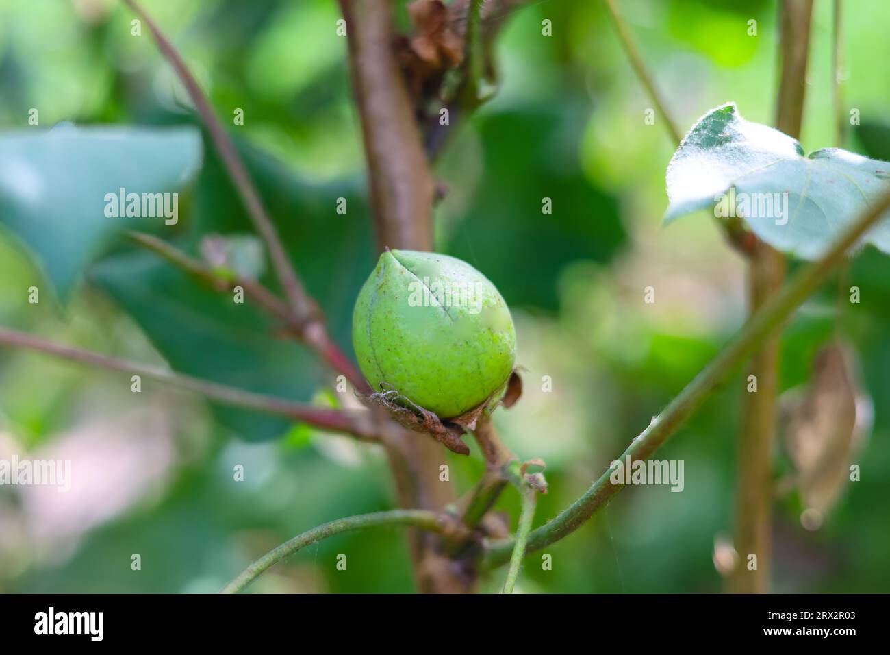 Cotton growth hi-res stock photography and images - Alamy