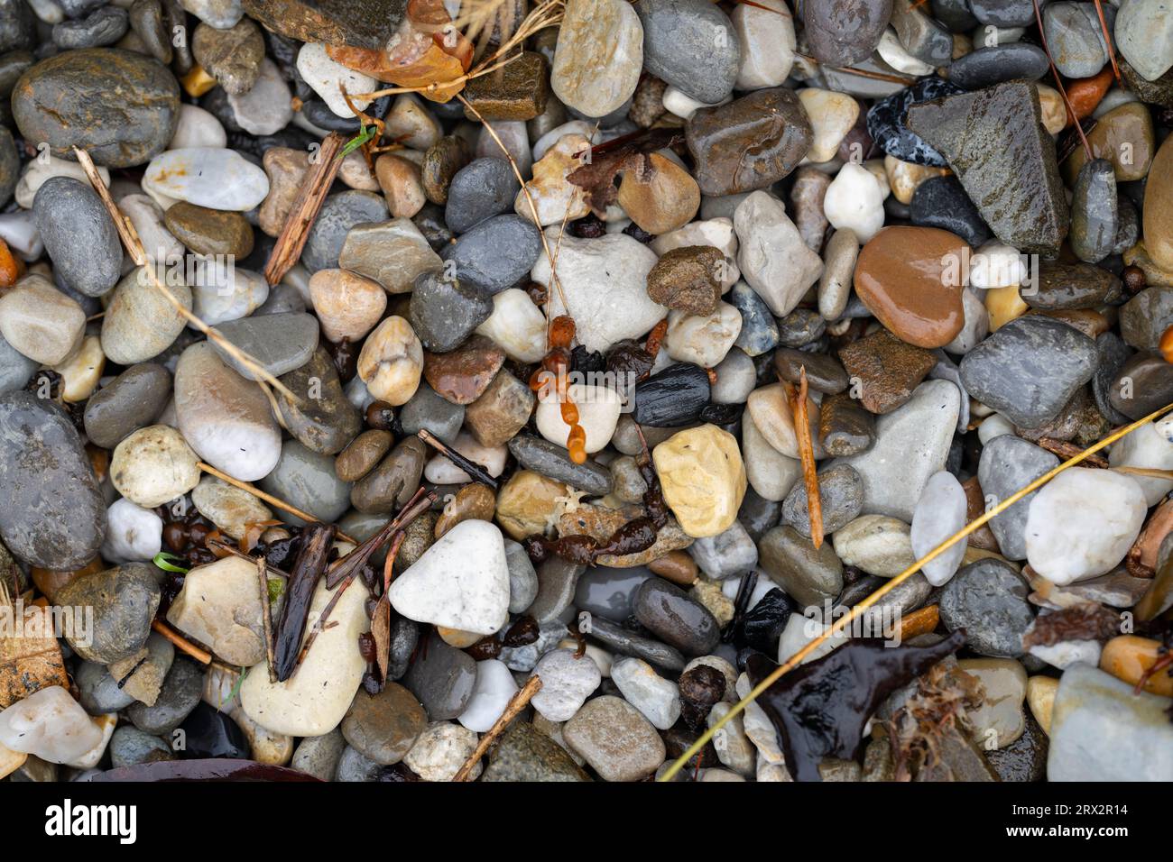 round rocks and pebbles on the beach Stock Photo - Alamy