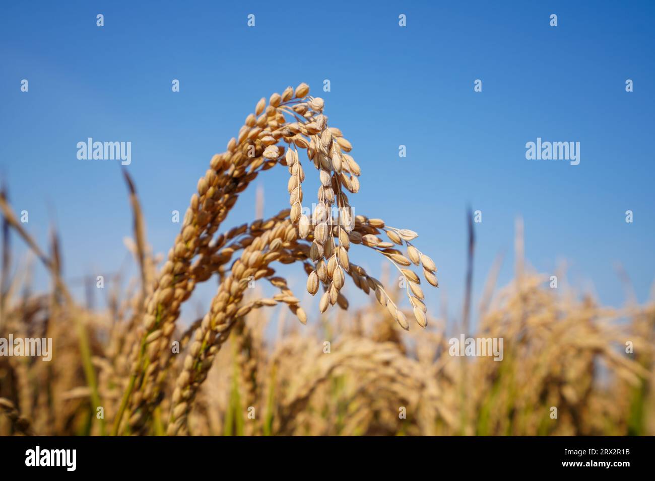 The soon to ripen rice ears in the blue sky background, in North China ...
