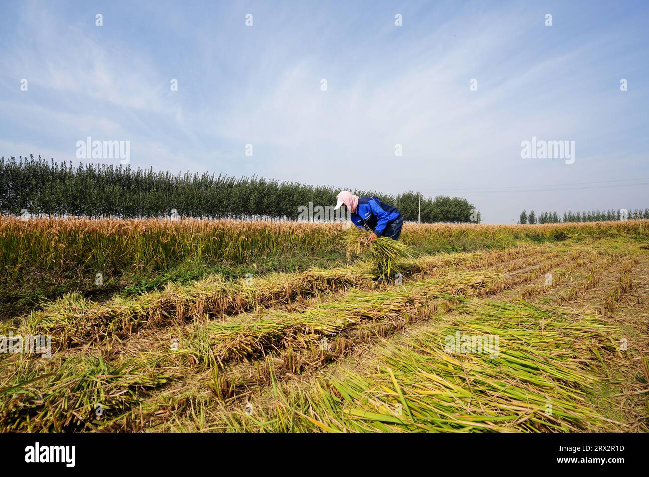 Areas picking hi-res stock photography and images - Alamy