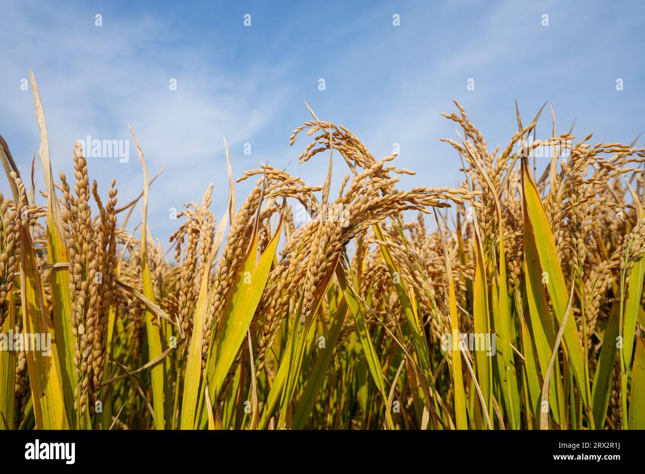 The soon to ripen rice ears in the blue sky background, in North China ...