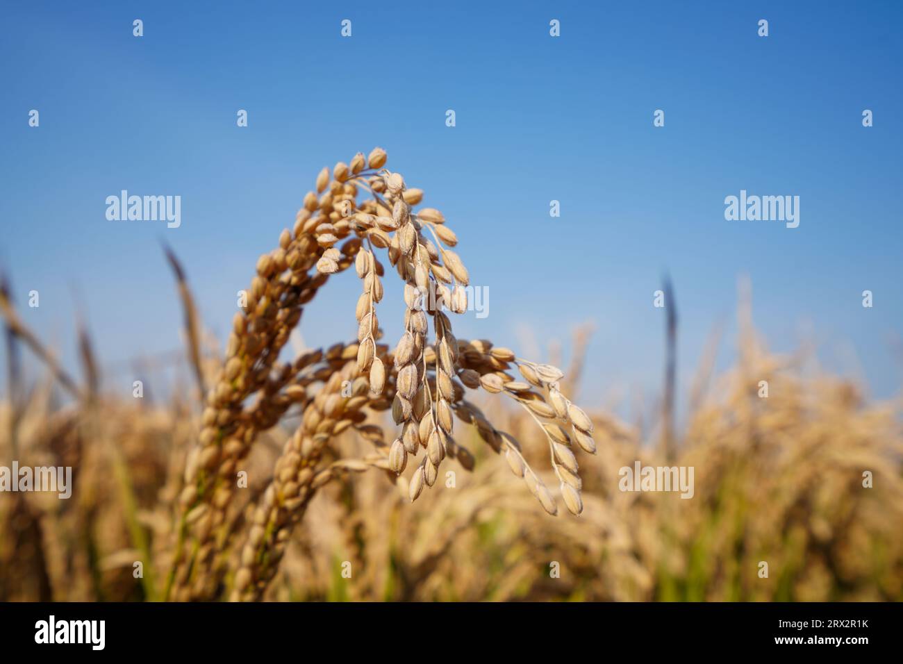 Ripen paddy fields hi-res stock photography and images - Alamy