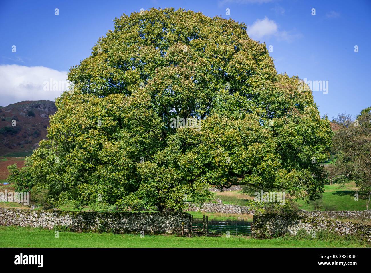 Giant sycamore hi-res stock photography and images - Alamy