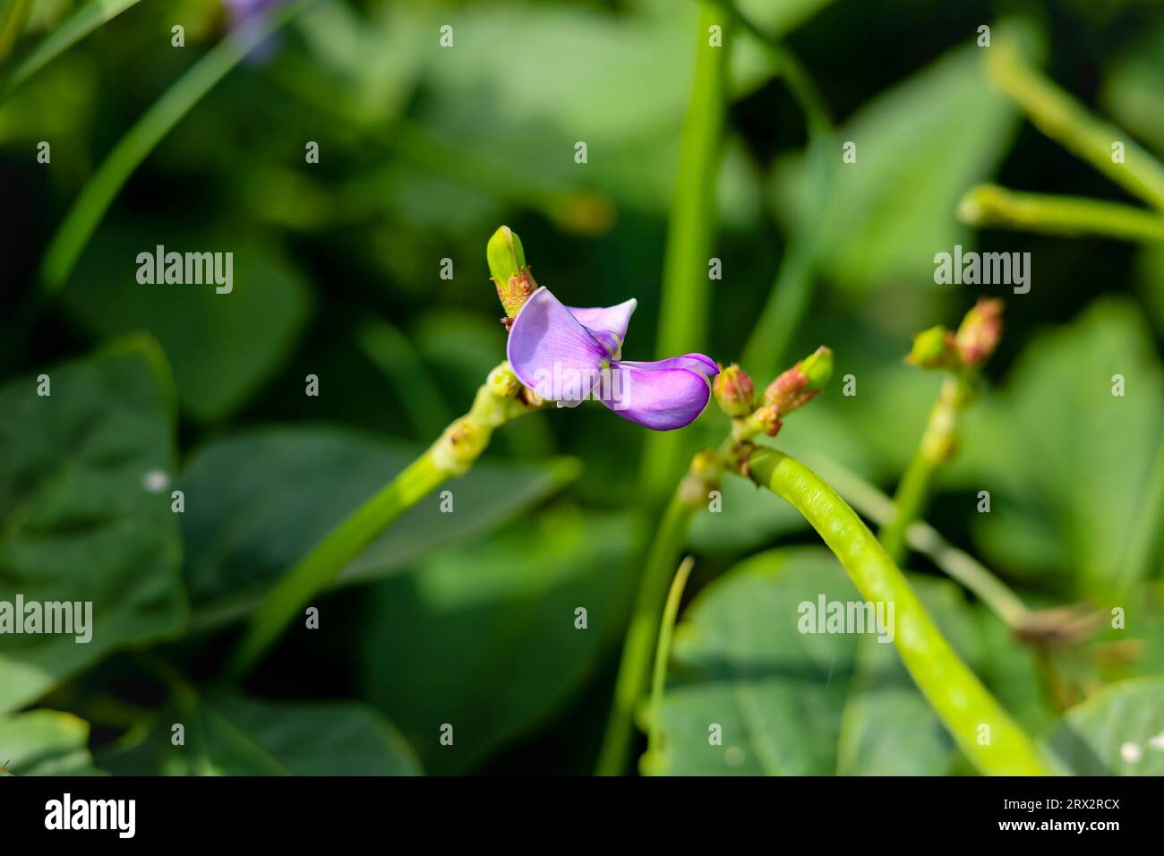 Unguiculata hi-res stock photography and images - Alamy