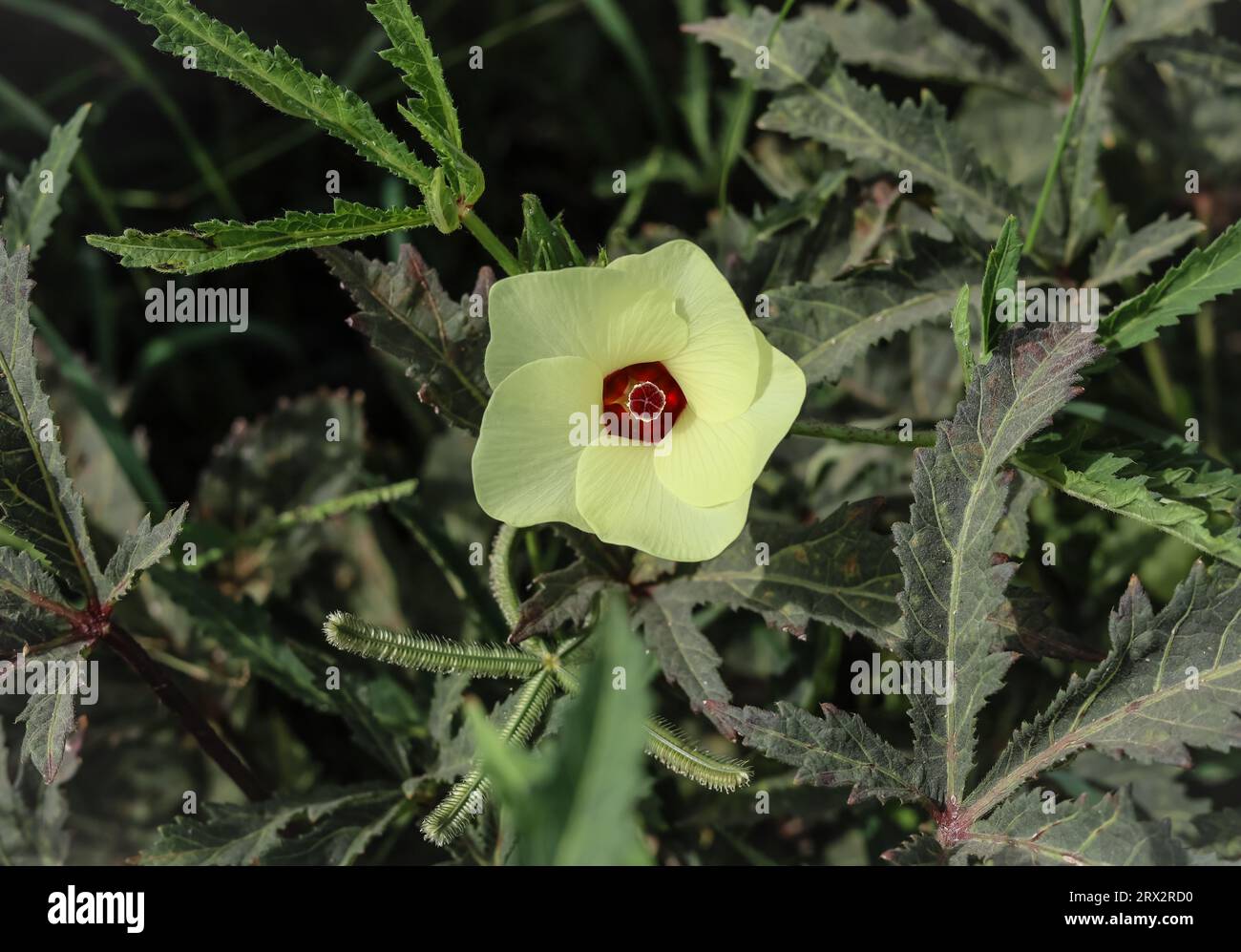 Lady finger flower hi-res stock photography and images - Alamy