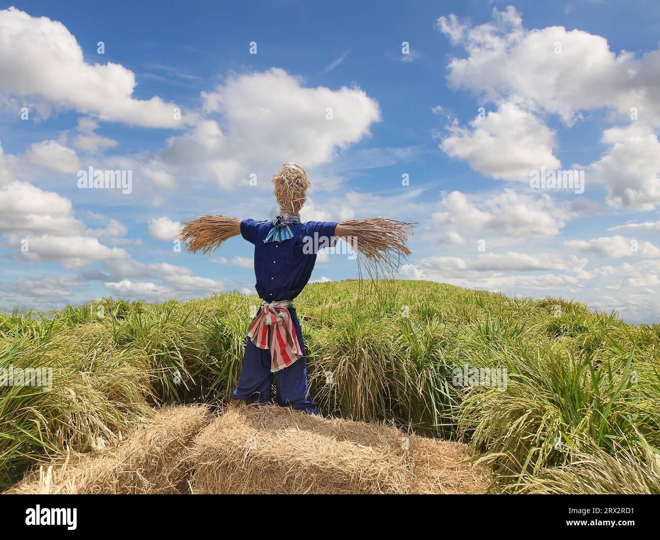 Scarecrow stand in rice field with blue sky. Scarecrow on agricultural ...
