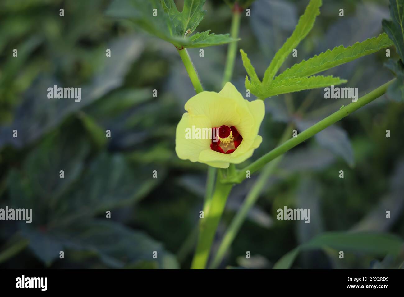 Lady finger flower hi-res stock photography and images - Alamy