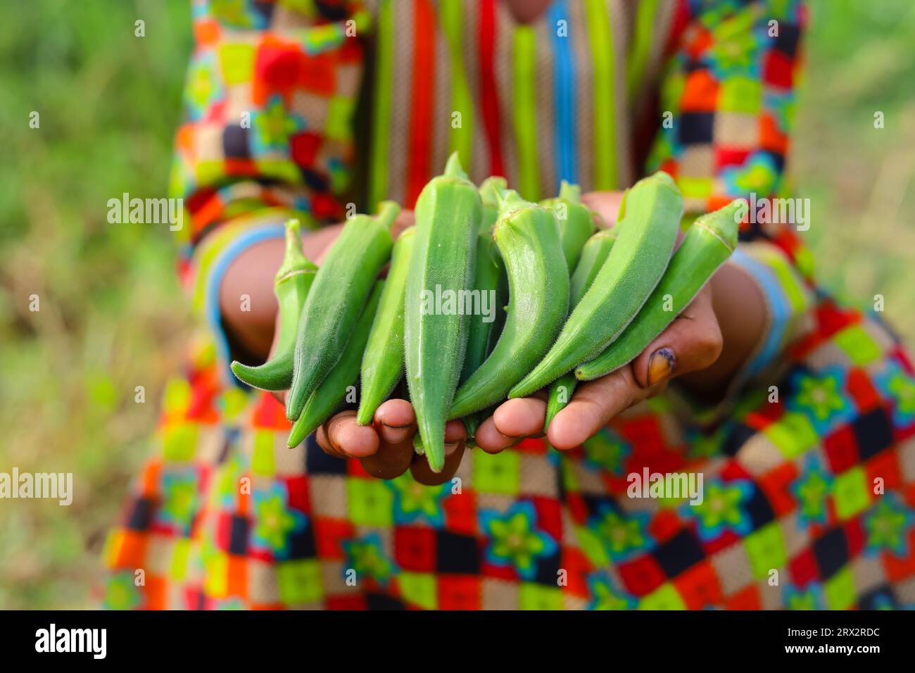 Close up of ladyfingers vegetable on hand. Close up of Okra .Lady ...