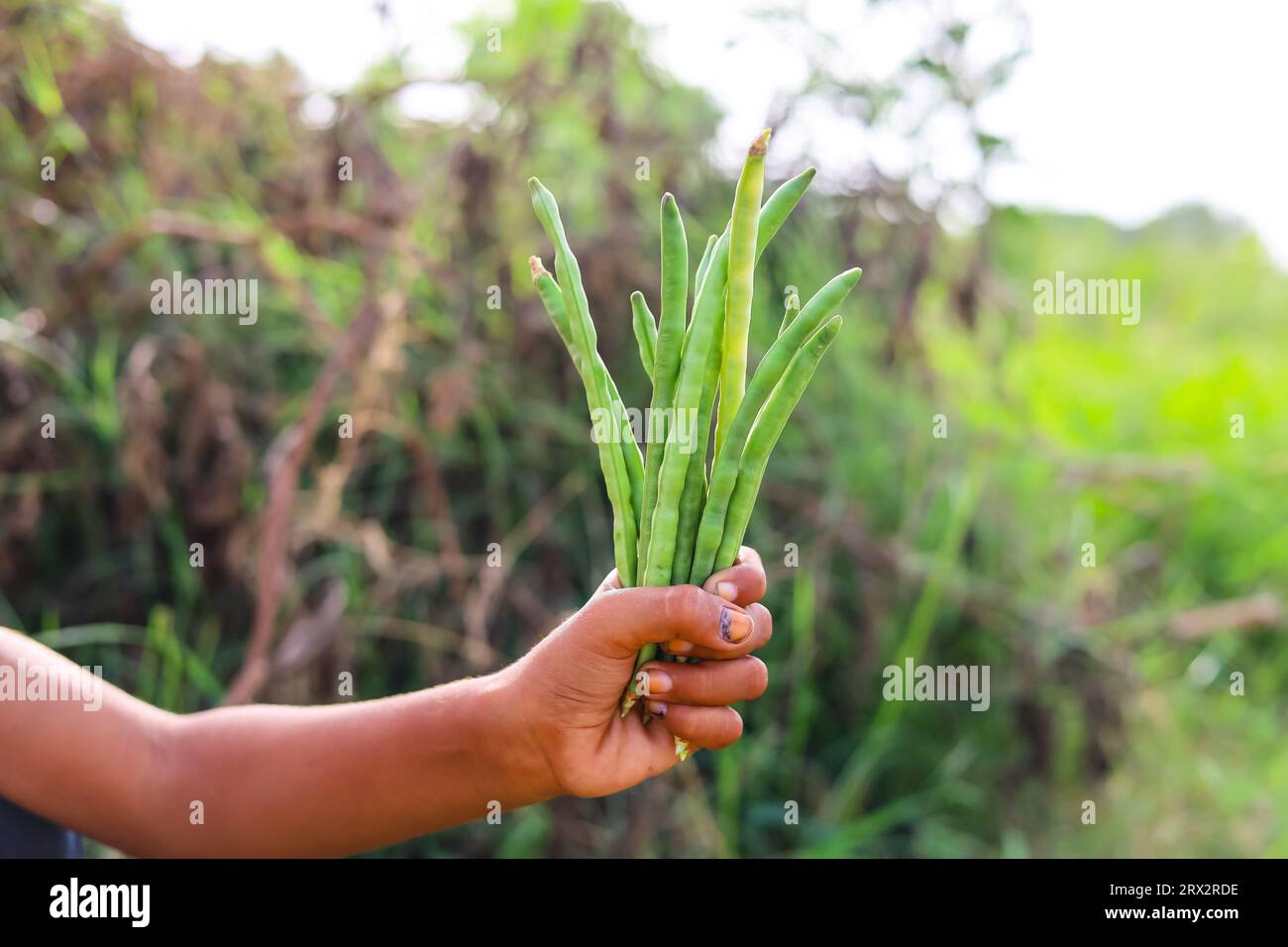 Capture of cowpeas Vegetable pods on hand against blurred background ...