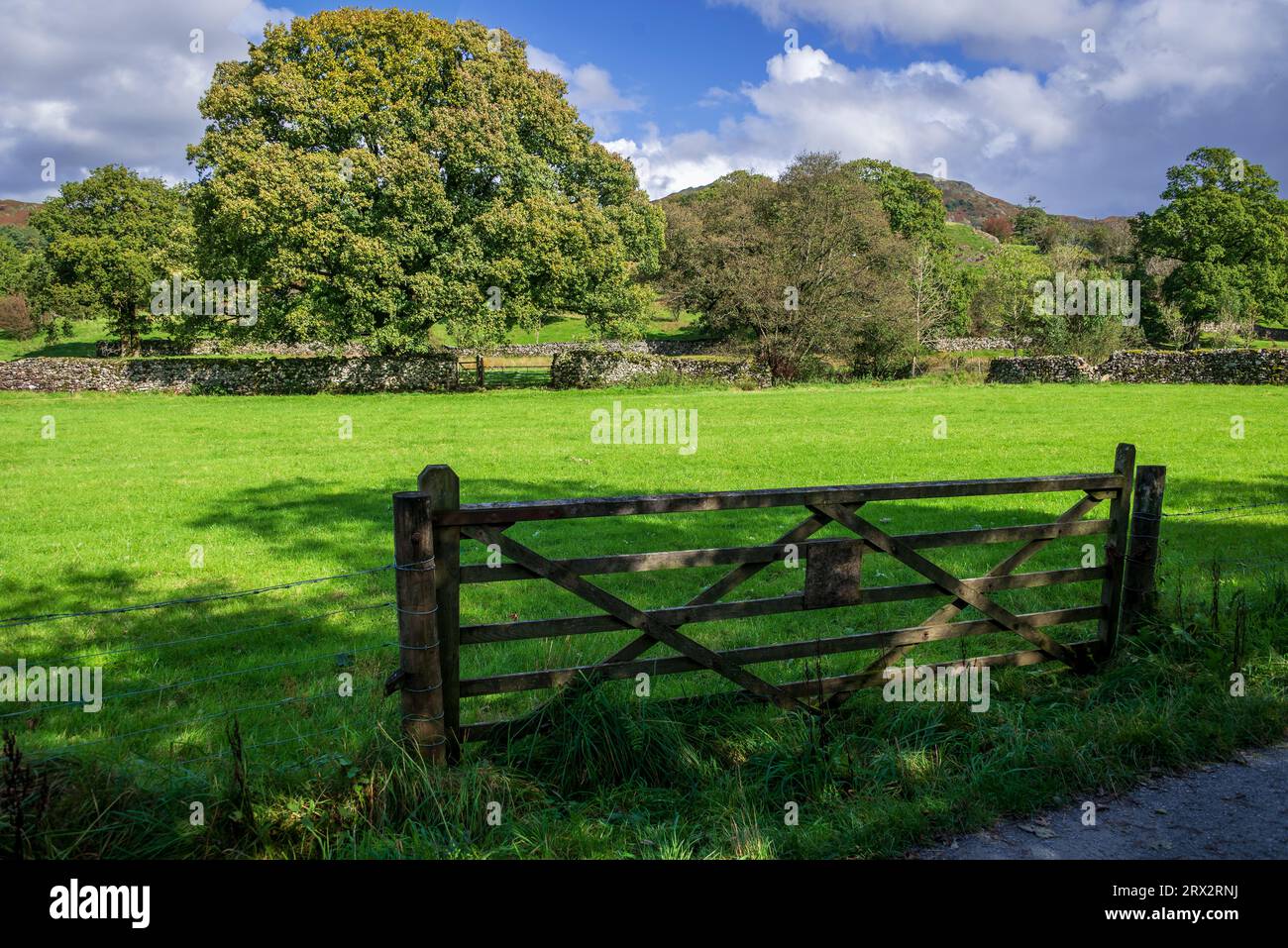 Giant sycamore tree in the Elterwater valley Waithwaite Bottom Stock ...