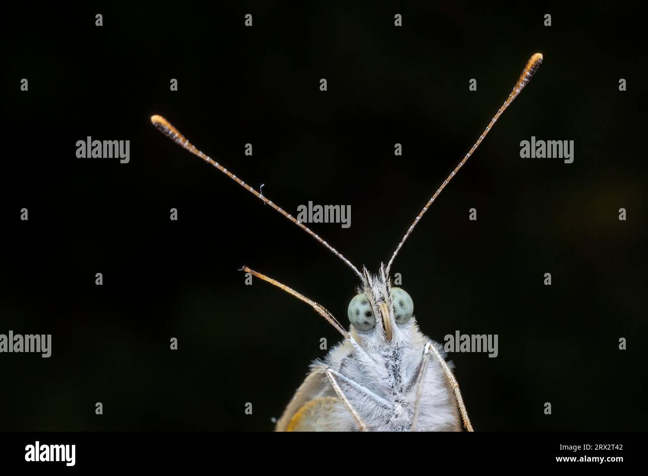Cloud pink butterfly in the wild state Stock Photo - Alamy