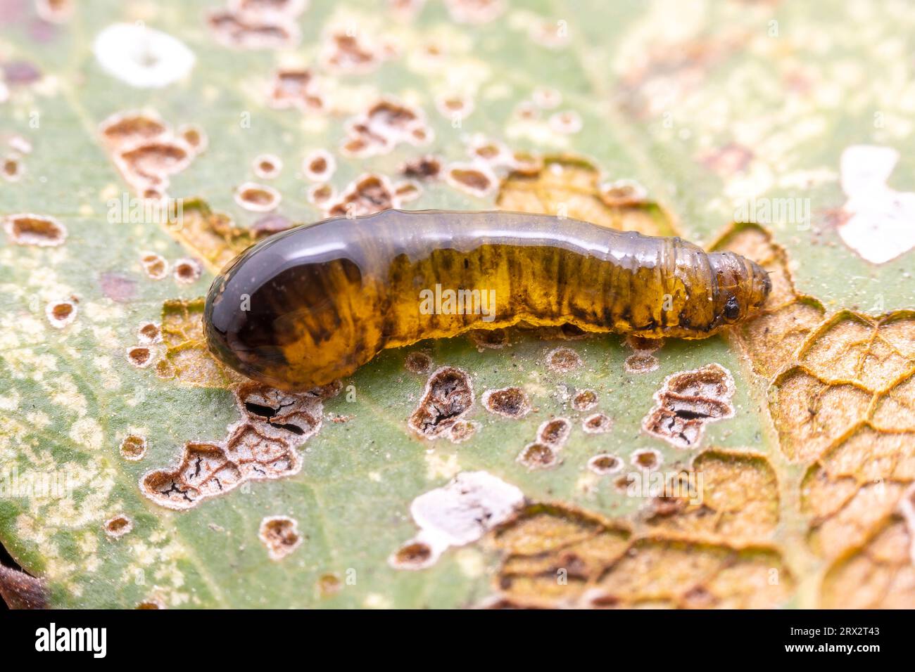 sawfly Larvae in the wild state Stock Photo - Alamy
