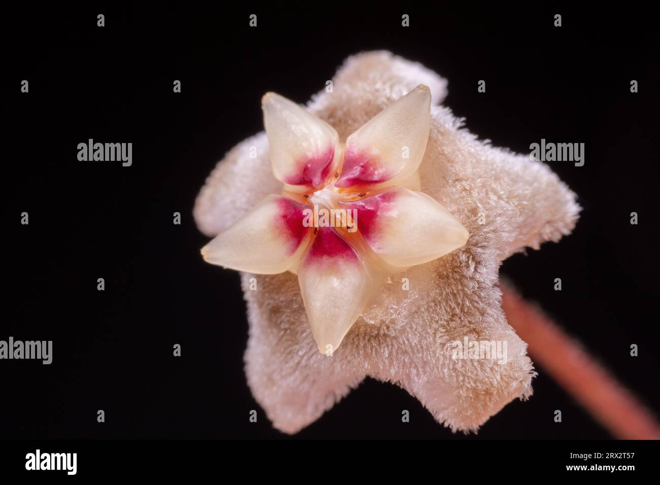 Hoya carnosa wild hi-res stock photography and images - Alamy