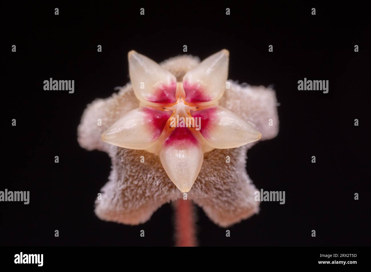 Hoya carnosa wild hi-res stock photography and images - Alamy