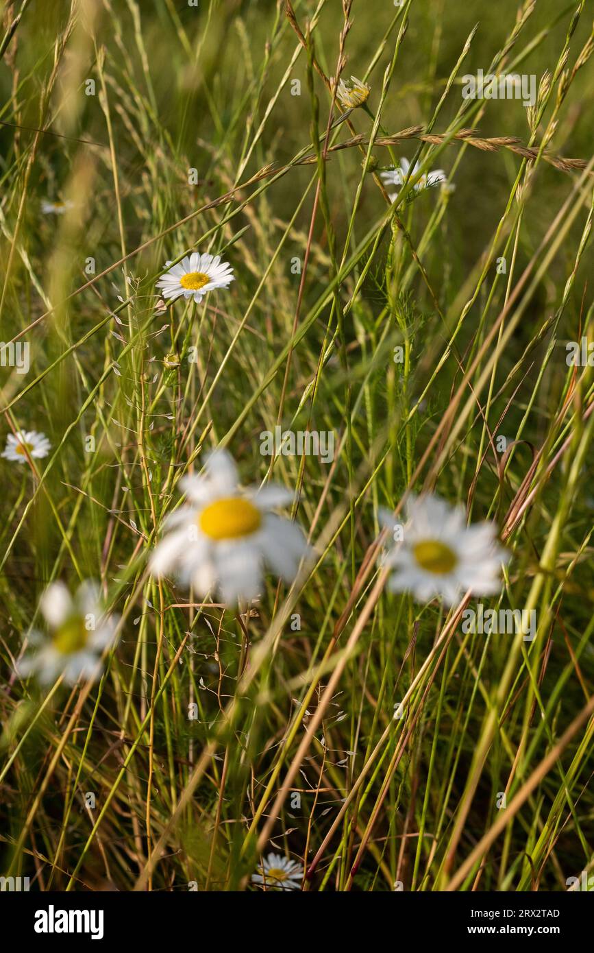 Daisy blossom grass hi-res stock photography and images - Alamy