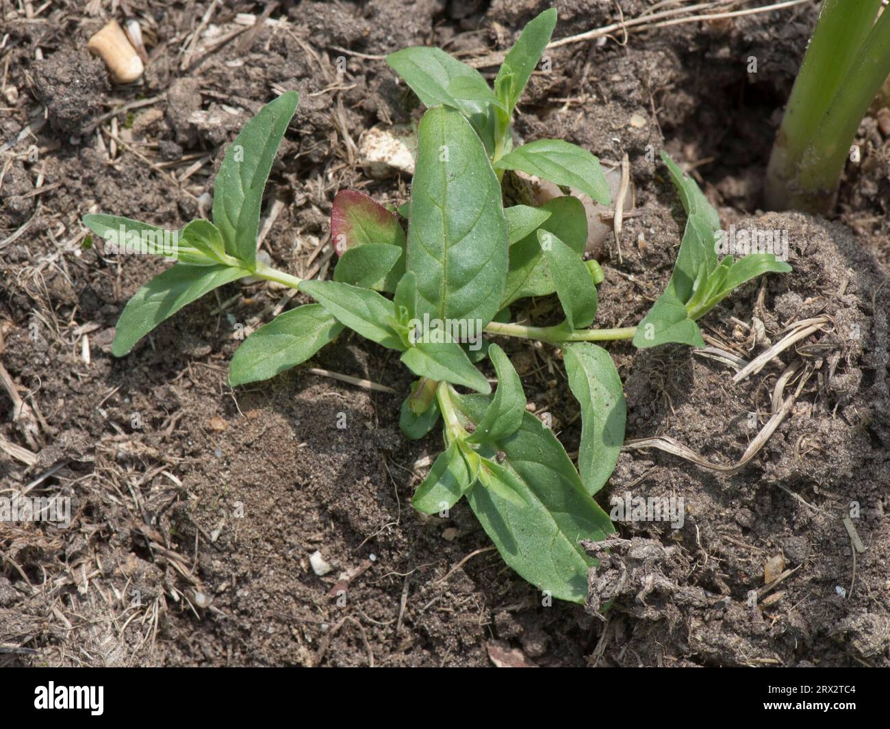 Prunella vulgaris uk hi-res stock photography and images - Alamy
