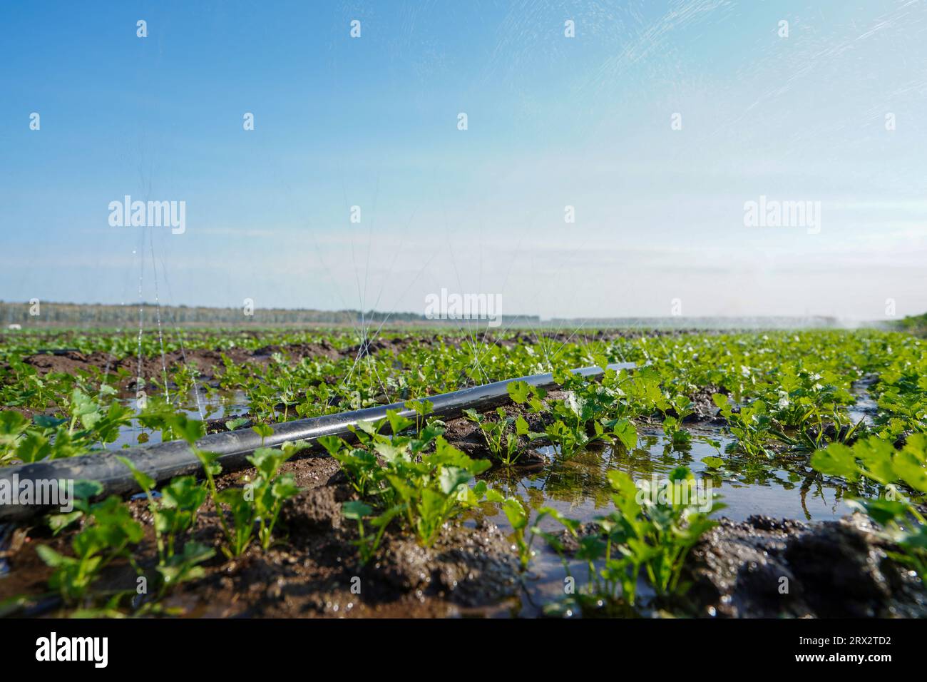 Micro spray pipes are used for watering vegetables in North China Stock ...