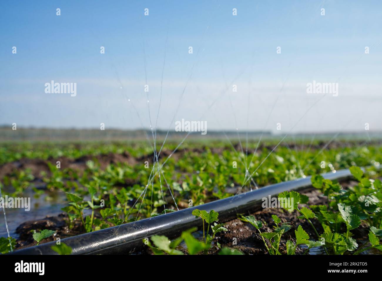 Micro spray pipes are used for watering vegetables in North China Stock ...