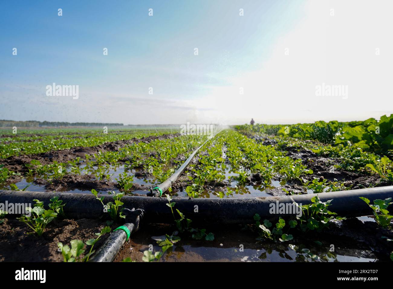 Micro spray pipes are used for watering vegetables in North China Stock ...