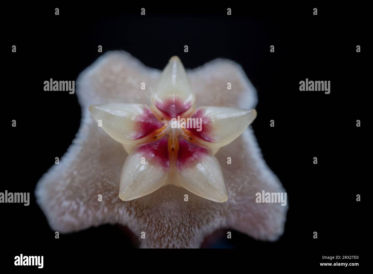 Hoya carnosa flower in the wild state Stock Photo - Alamy