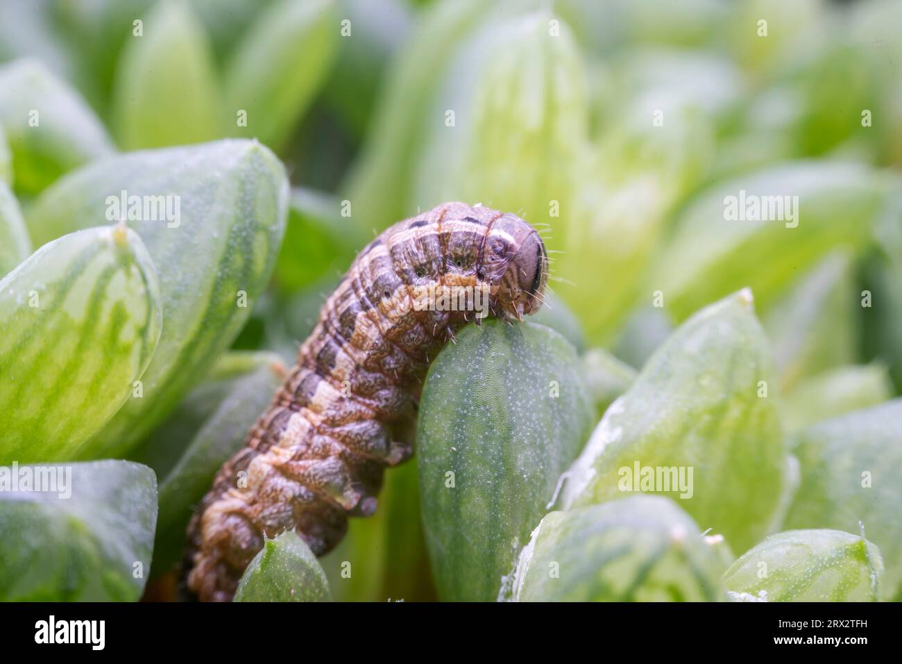 Spodoptera hi-res stock photography and images - Alamy