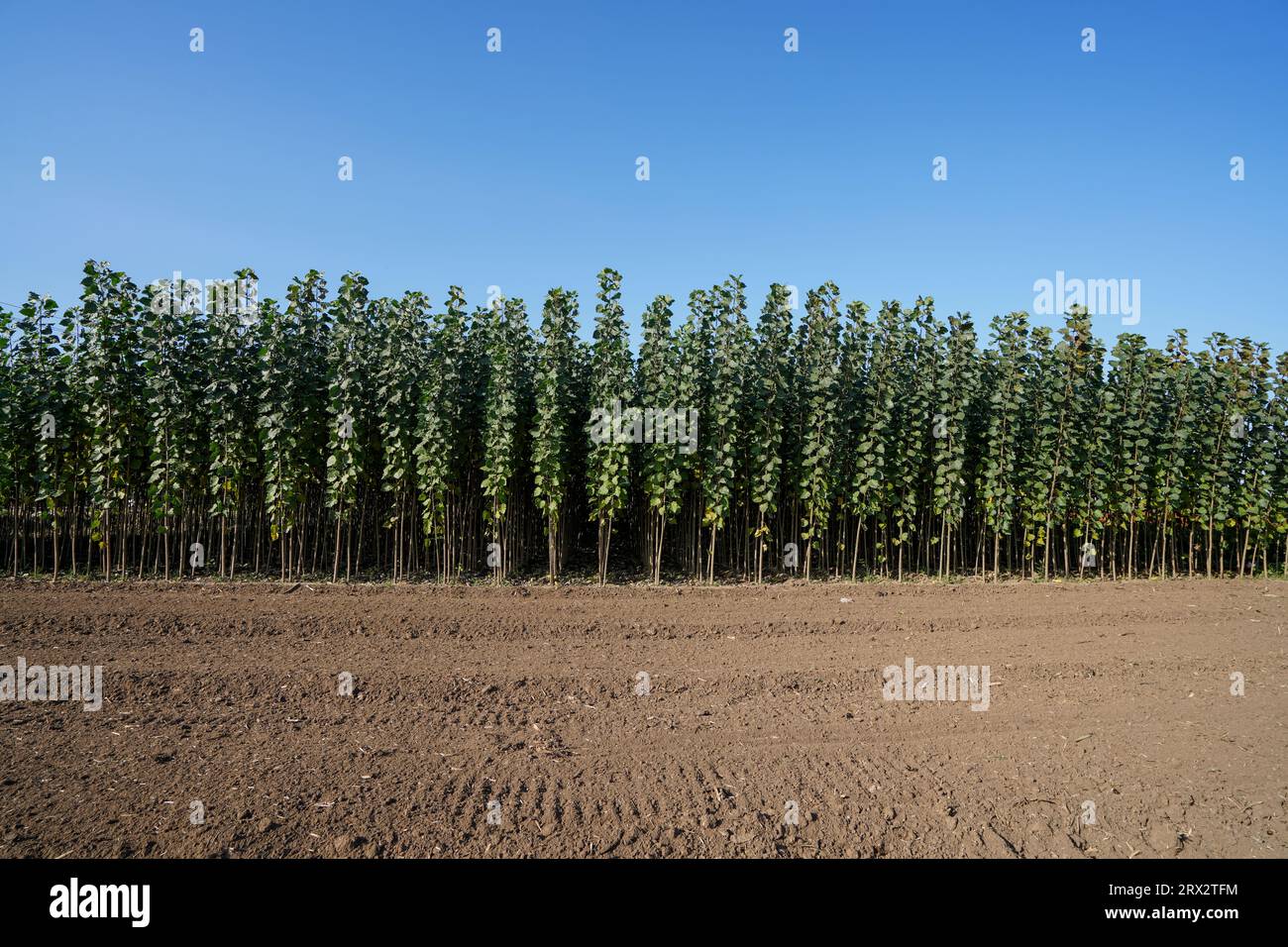 Fast growing poplar hi-res stock photography and images - Alamy
