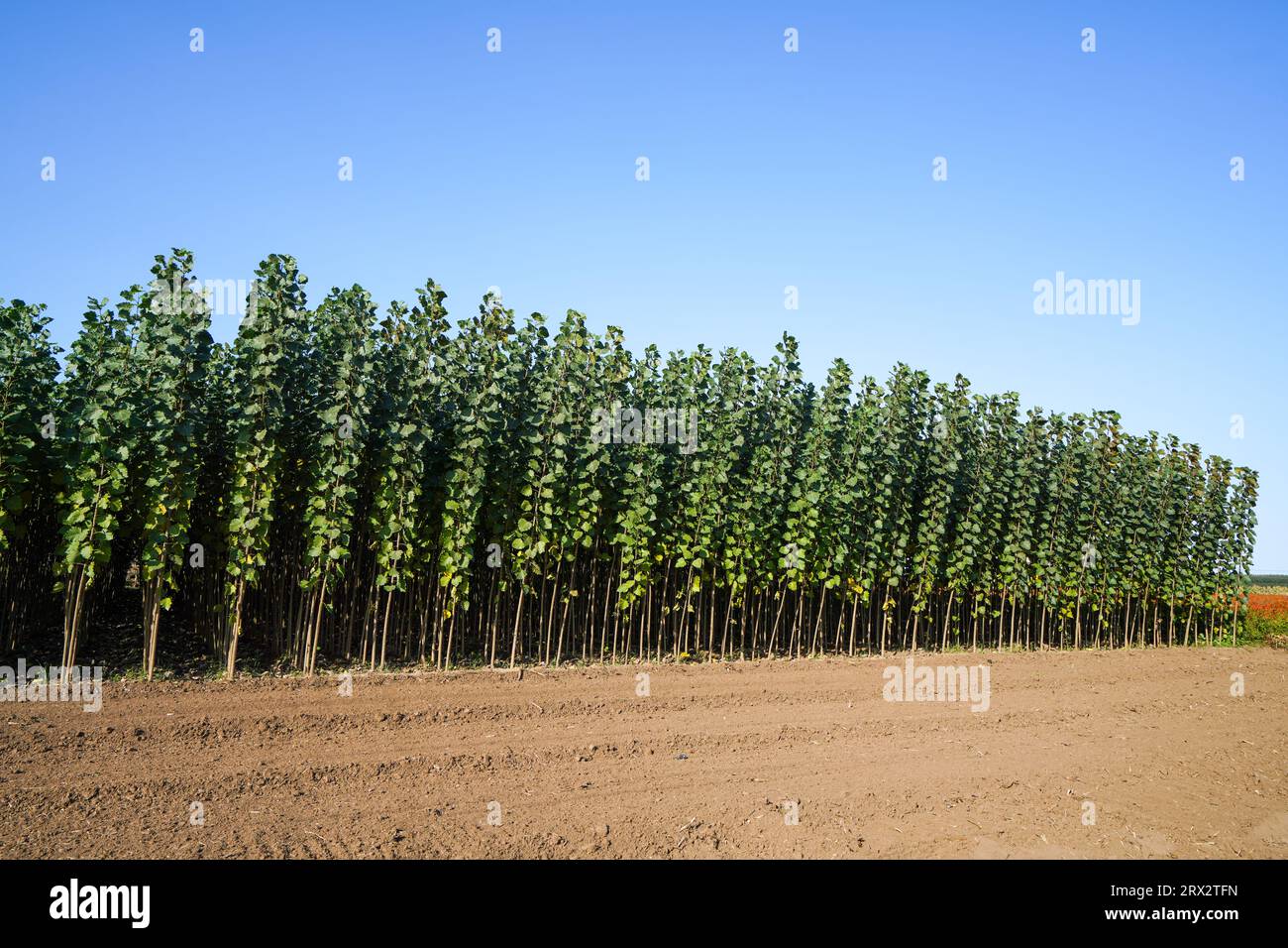 Fast growing poplar hi-res stock photography and images - Alamy