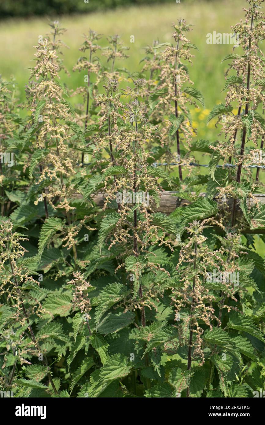 Stinging nettle (Urtica dioica) tall flowering plants with multiple ...