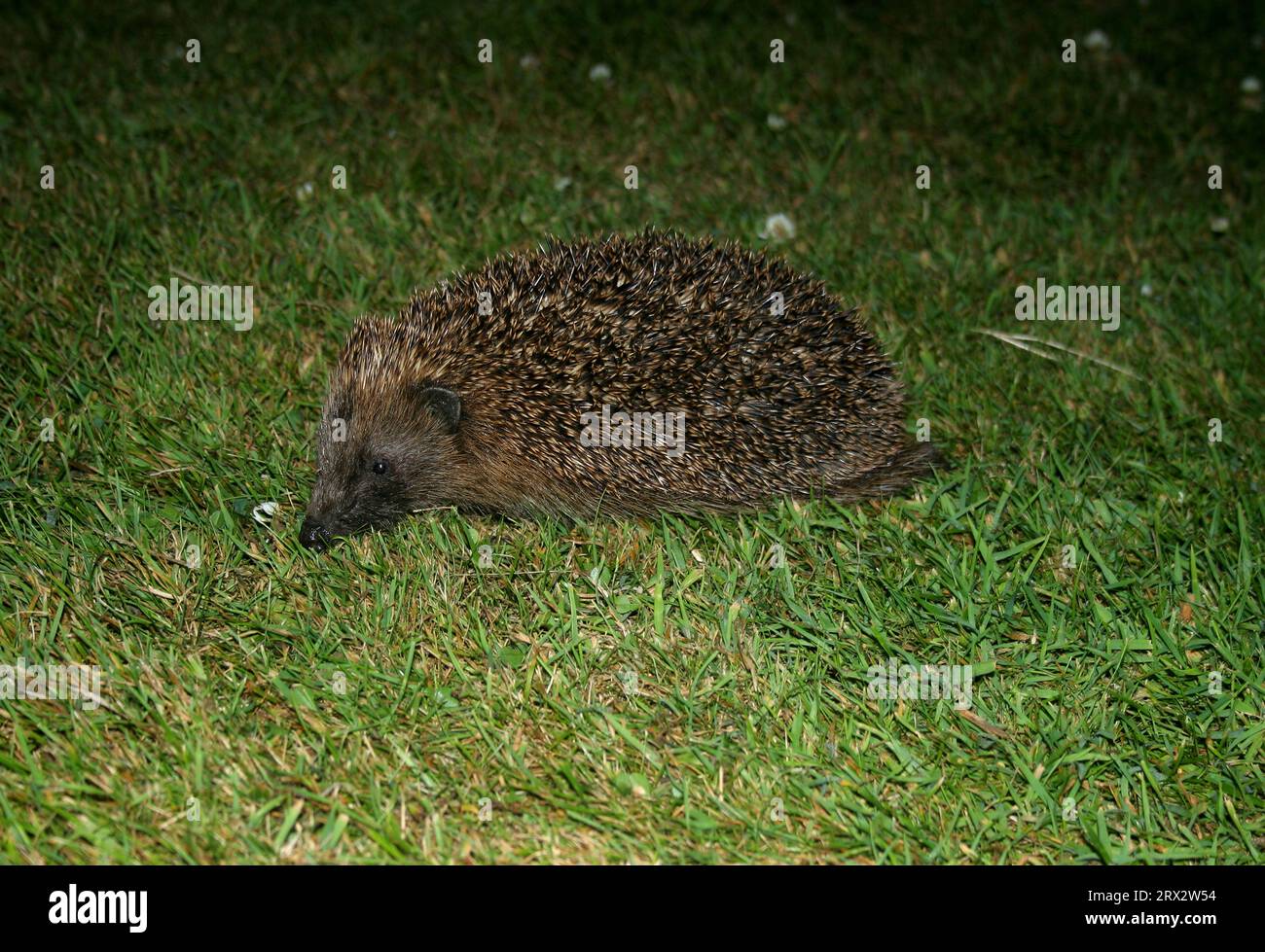 Western Hedgehog (Erinaceus europaeus) adult walking over lawn at night ...